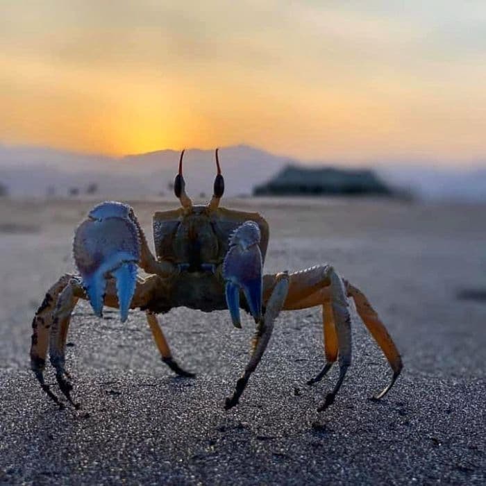 Kingfisher Retreat by Sharjah Collection | Glamping Resort in the UAE ...